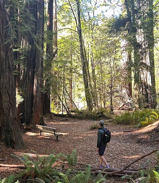 california otherworldly forest trail ftr