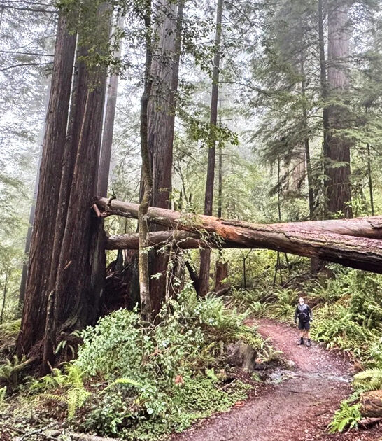 california prehistoric jungle hike ftr