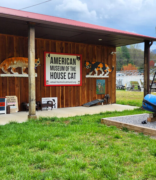 cat north carolina museum ftr