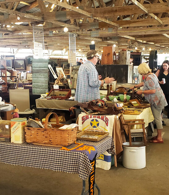 drive pennsylvania indoor flea ftr