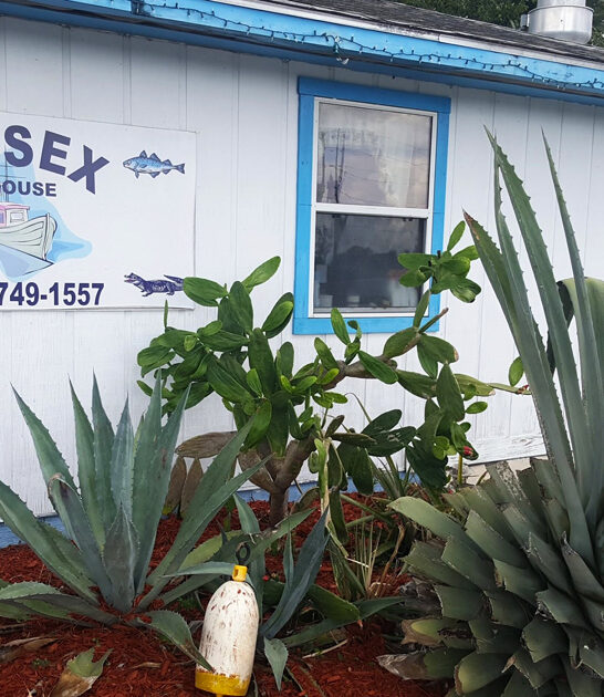 fried grouper restaurant florida ftr