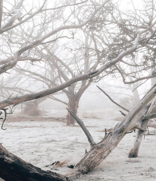 georgia hauntingly beautiful beach ftr