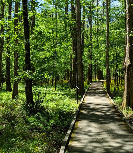 gorgeous state park louisiana ftr