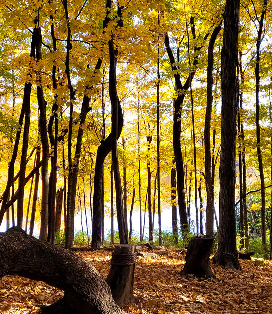 huge state park ohio ftr