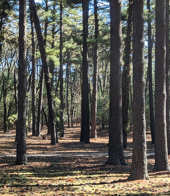 park illinois beautiful secret ftr