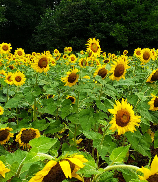 south carolina sunflower attraction ftr