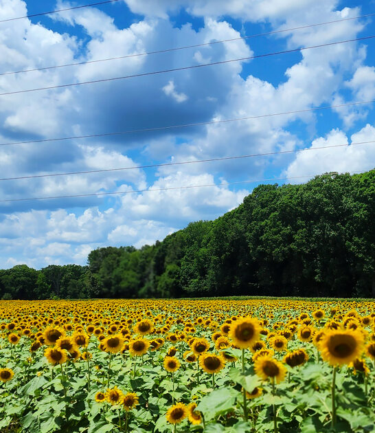 south carolina sunflower field ftr