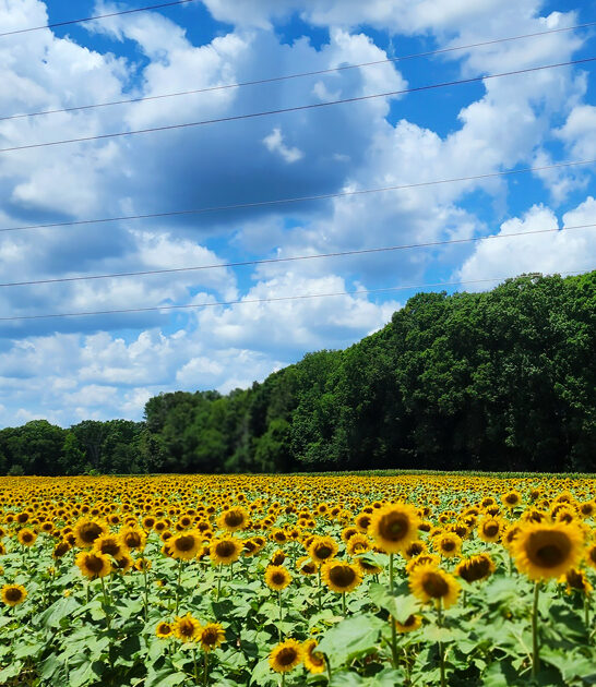 south carolina sunflower secret ftr
