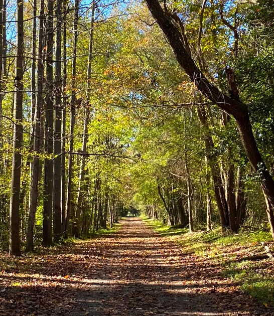 stunning mile trail delaware ftr
