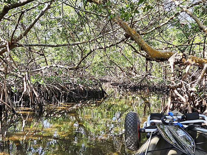 Nature's secret passageway beckons as a kayaker glides through the emerald cathedral of Lido Key's mangrove tunnels. Mother Nature's architecture at its finest.
