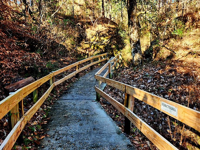 Nature's wooden walkway beckons you deeper into the forest, where fallen leaves crunch underfoot and Florida's best-kept secret awaits around the bend.