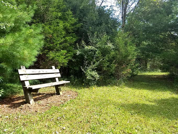 A quiet bench nestled in a sun-dappled park, where rustling leaves and birdsong replace the ticking of time. A peaceful spot where the world slows down and stillness feels sacred.