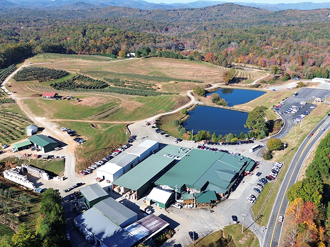 Mercier Orchards sprawls across 300 acres of North Georgia paradise, where rows of fruit trees meet mountain vistas in a symphony of agricultural bliss.