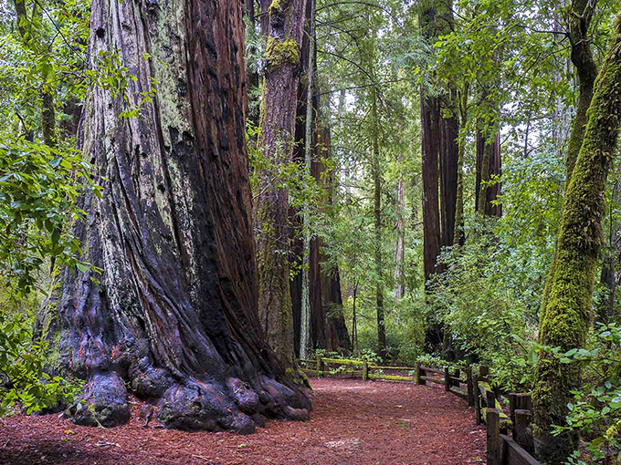 Ancient sentinels stand guard along the trail, their massive trunks creating nature's own cathedral. Walking between them feels like stepping into another world entirely.