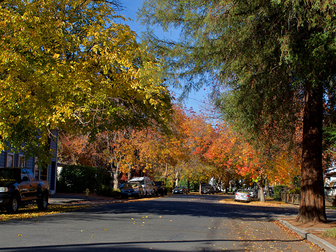 Downtown Chico's fall display rivals New England's autumn splendor, with streets lined by a canopy of crimson and gold that makes every errand feel like a scenic drive.