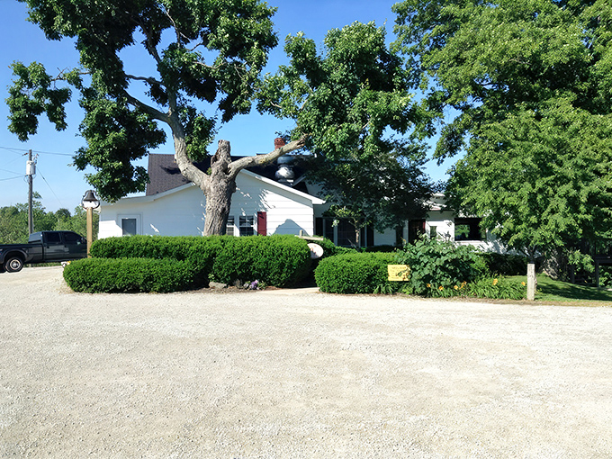 The unassuming exterior of Spillway Lodge stands like a culinary oasis in rural Clarksville, where that majestic tree has probably witnessed decades of happy diners arriving hungry and leaving content.
