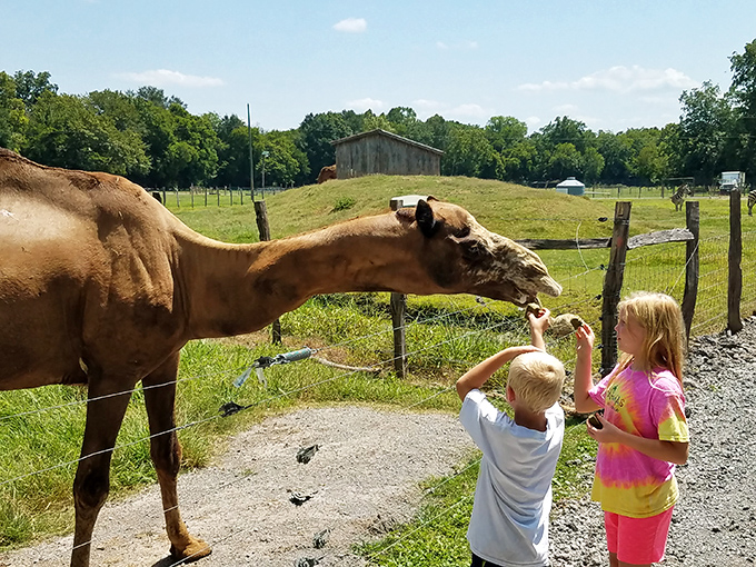 The welcoming entrance road at Pettit Creek Farms feels like stepping back in time, where every bend promises a new discovery.