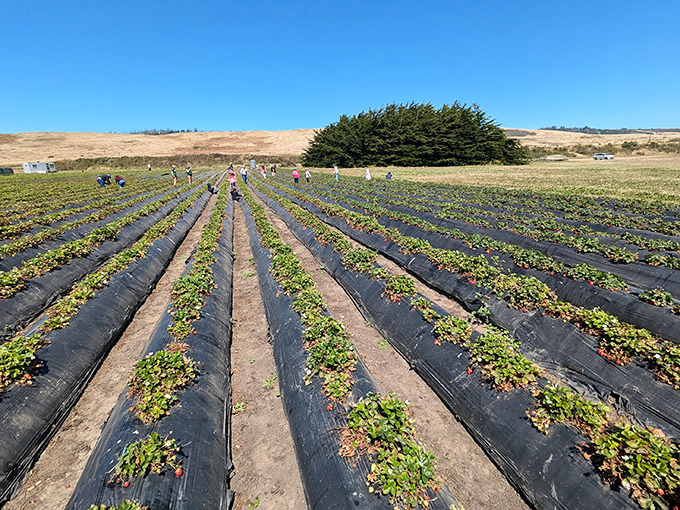 Rows of promise stretch toward the horizon, where visitors hunt for nature's candy. The quintessential California farm experience awaits.