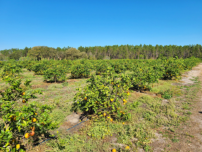 Rows of citrus trees stretch endlessly, each one promising sweet treasures just waiting for your picking basket.