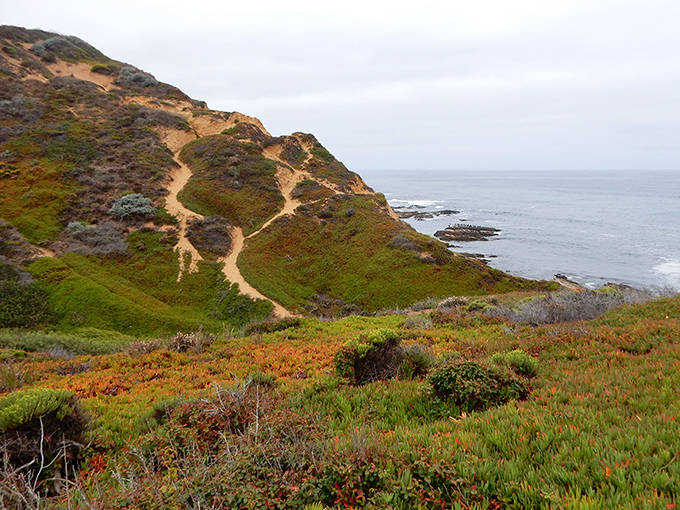 Nature's own roller coaster: winding trails carve through golden hillsides, leading adventurers along dramatic cliffs where the Pacific stretches endlessly toward the horizon.