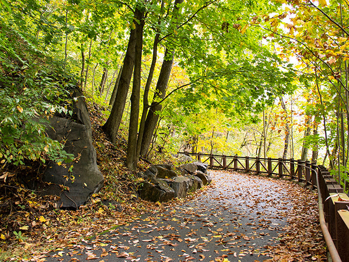 Nature's autumn fashion show is in full swing along this trail, where trees model their finest gold and crimson ensembles.