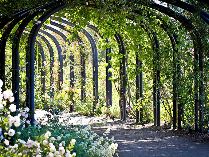Nature's cathedral awaits at Descanso Gardens, where this vine-covered archway invites you to step into a world where stress doesn't have your phone number.