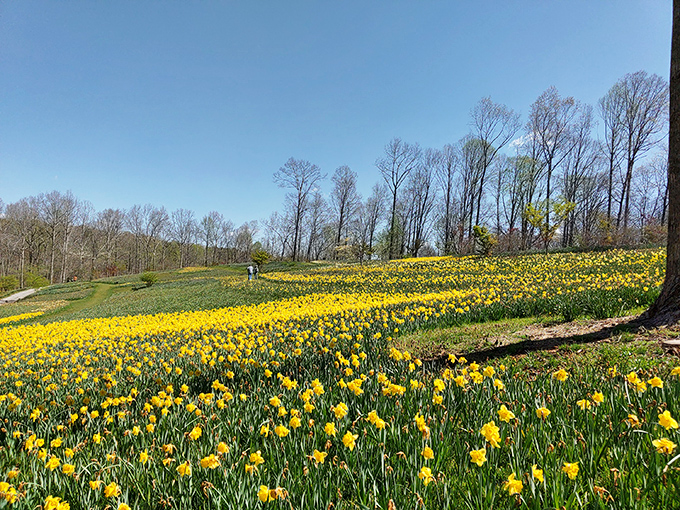 The Manor House at Gibbs Gardens looks straight out of a storybook, with Tudor-style charm and flower beds that would make even Martha Stewart swoon.