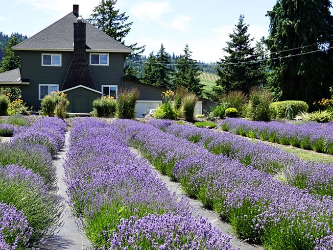 Rows of purple perfection lead your eye toward a charming farmhouse. Mother Nature showing off her color coordination skills in spectacular fashion.