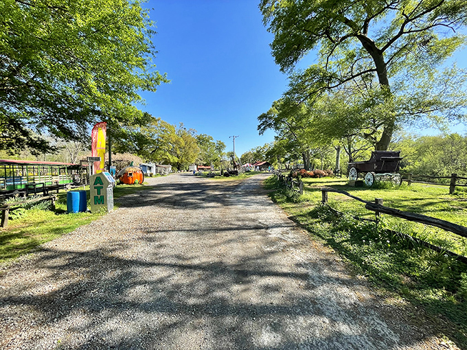 The welcoming entrance road at Pettit Creek Farms feels like stepping back in time, where every bend promises a new discovery.