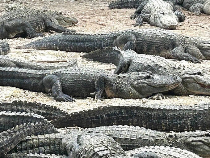 Nature's highway stretches before you, a murky corridor flanked by sawgrass and mangroves. The Everglades' ancient waterways await exploration.