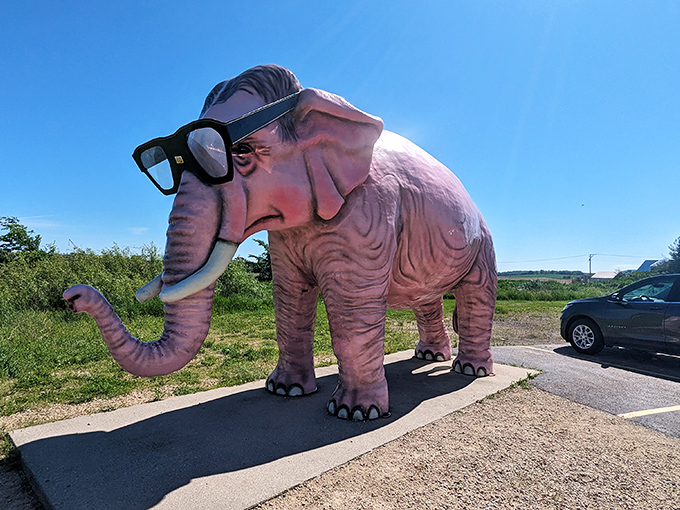 The star of DeForest in all its rosy glory &ndash; Wisconsin's most fashionable pachyderm sporting sunglasses that would make Elton John jealous.