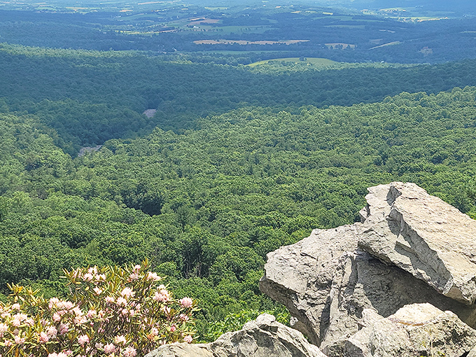 Nature's infinity pool. The Kittatinny Ridge stretches before you like a rumpled green blanket, making office cubicles seem like a distant nightmare.
