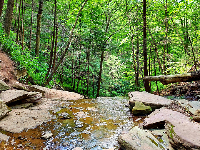 Nature's masterpiece unfolds below you &ndash; Pine Creek carving its way through endless green, like an artist who's been working on the same canvas for millions of years.