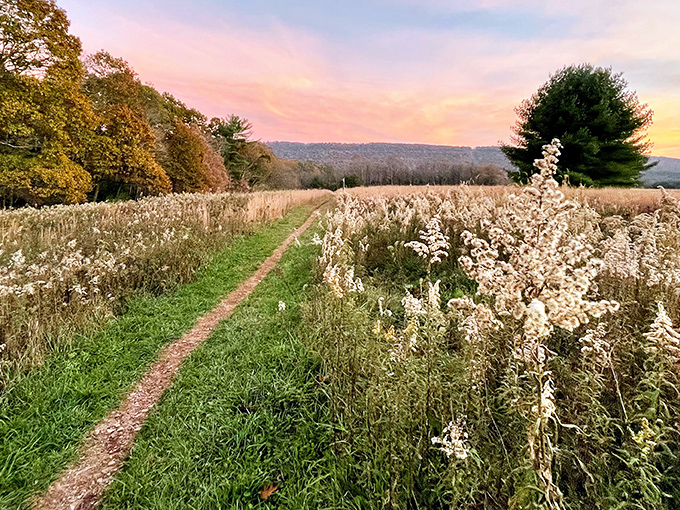 Nature's runway stretches before you at Swatara State Park, where golden hour transforms meadows into a dreamscape worthy of a Bob Ross masterpiece.