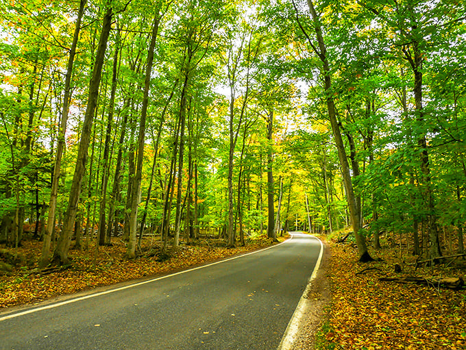 Nature's perfect canopy stretches over M-119, where sunlight dapples the pavement like nature's own stained glass window.