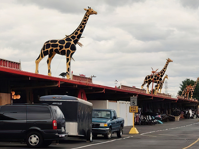 Those iconic giraffes perched atop Traders World's red roofs are like Ohio's version of the Hollywood sign—you know adventure awaits beneath them.