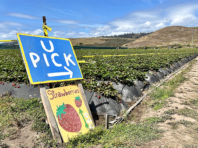 Rows of promise stretch toward the horizon, where visitors hunt for nature's candy. The quintessential California farm experience awaits.