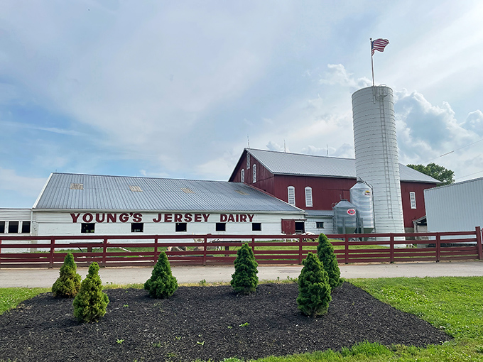 The iconic red barn and silo of Young's Jersey Dairy stands proudly against the Ohio sky, a beacon of dairy deliciousness for generations of ice cream pilgrims.