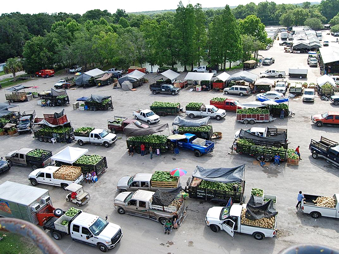 An aerial view reveals the bustling heart of Plant City's market ecosystem&mdash;trucks laden with fresh harvests creating a colorful patchwork of agricultural abundance.