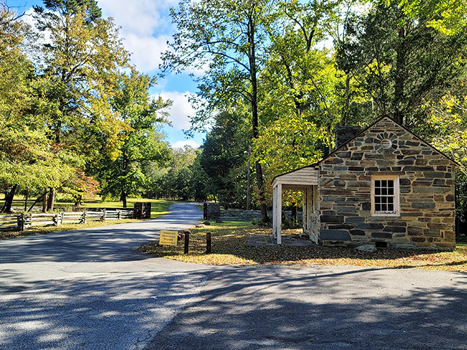 Fall's fiery palette transforms Morrow Mountain's winding roads into nature's red carpet. Who needs New England when North Carolina delivers this spectacular show?