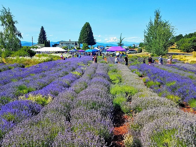 Rows of purple perfection lead your eye toward a charming farmhouse. Mother Nature showing off her color coordination skills in spectacular fashion.