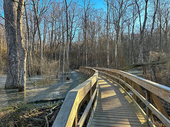 A wooden boardwalk winds through a flooded forest at John Bryan State Park, where nature reclaims its territory in the most photogenic way possible.