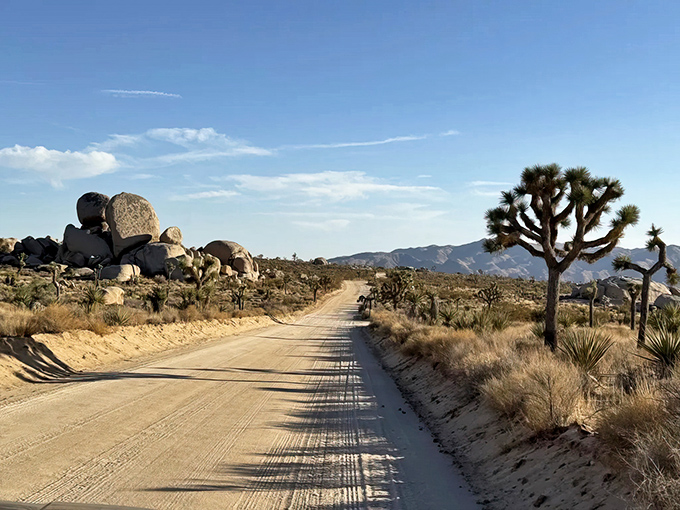 Nature's welcome committee: Joshua trees stand sentinel along the trail entrance, their spiky silhouettes reaching skyward like desert cheerleaders greeting adventurous visitors.