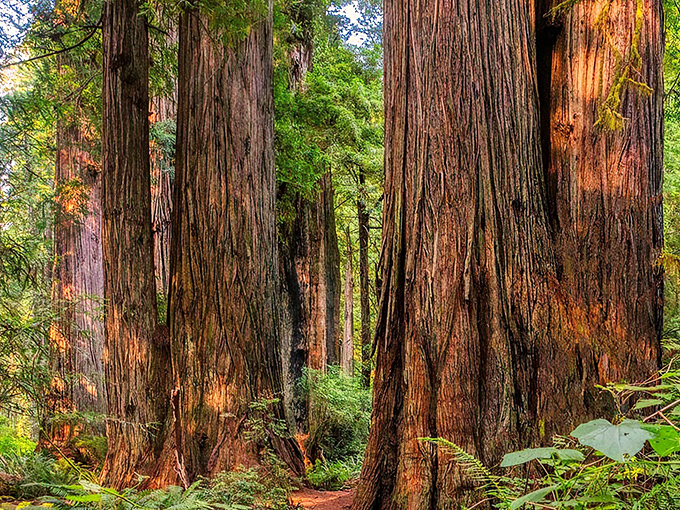 Ancient sentinels stand guard in this cathedral of time. These redwoods have witnessed centuries pass while humans were still figuring out indoor plumbing.