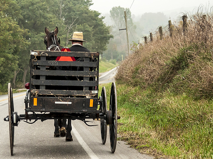 The quintessential Amish Country postcard moment: a horse-drawn buggy disappearing into morning mist, reminding us that some commutes are worth savoring. 
