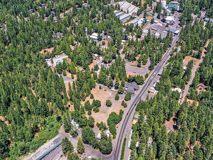 The iconic wooden bear sentinels of Arnold welcome visitors with stoic charm, standing guard between towering pines and blue Sierra skies.