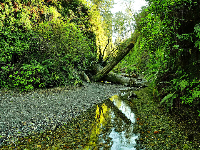 Nature's perfect corridor: towering walls of emerald ferns create a prehistoric passageway that whispers secrets from millions of years ago.