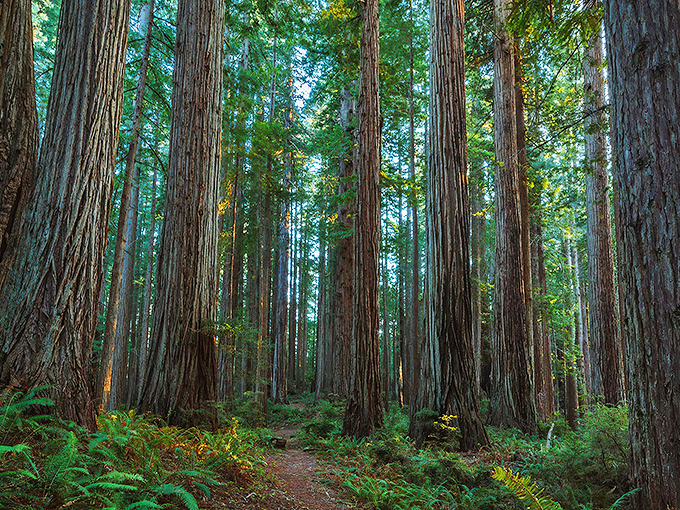 Ancient sentinels stand guard in this cathedral of time. These redwoods have witnessed centuries pass while humans were still figuring out indoor plumbing.