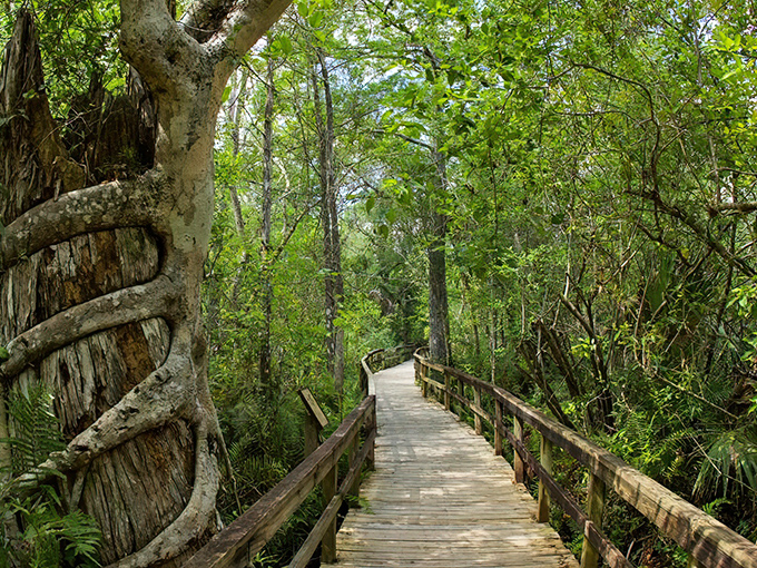 Nature's ultimate embrace! The wooden boardwalk winds through a cathedral of green where strangler figs perform their slow-motion dance with ancient cypress trees.