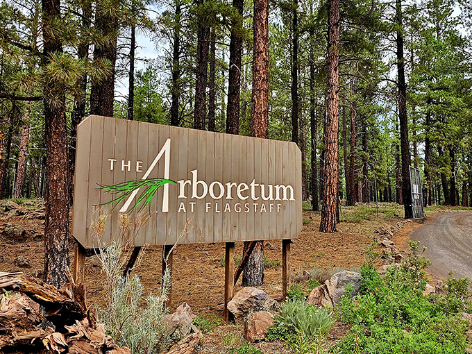 Where wildflowers meet mountain majesty &ndash; this garden bench offers front-row seats to nature's greatest show.